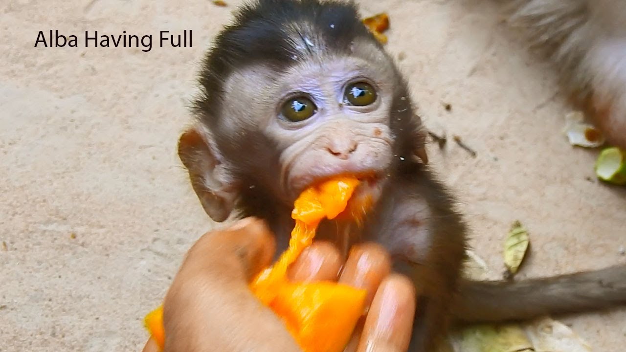Oop! Baby Monkey Alba Having Fruit Full,But Mom Anna Try To Grabbing ...