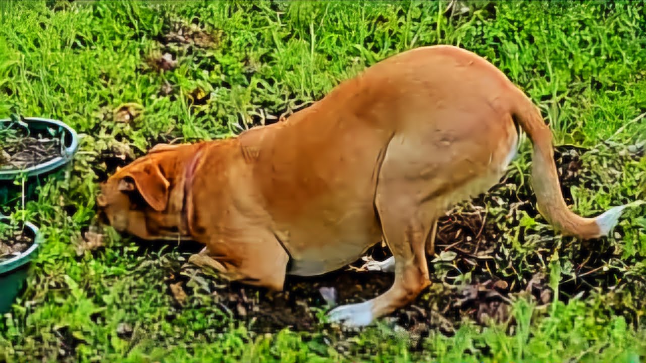Soft Dirt for Dog Hunting Moles - YouTube