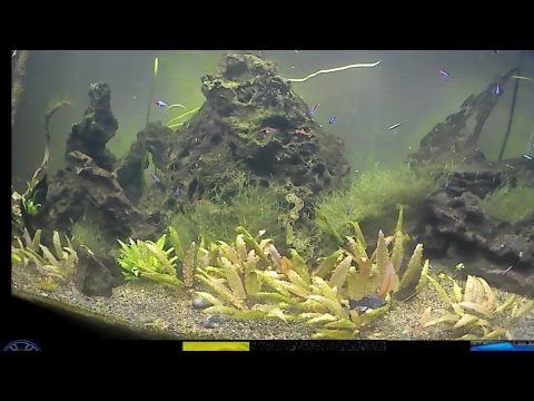 FishTank Streaming Live Stream - YouTube