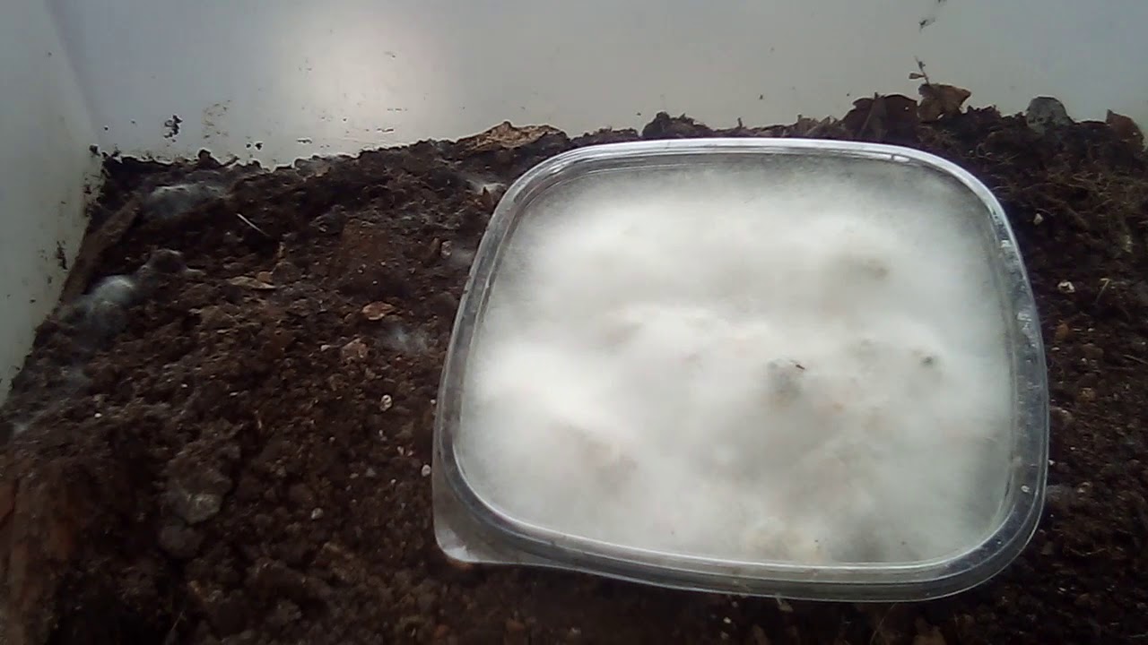 DIY how to make your own IMO 1 + 2 indigenous microorganisms for garden ...