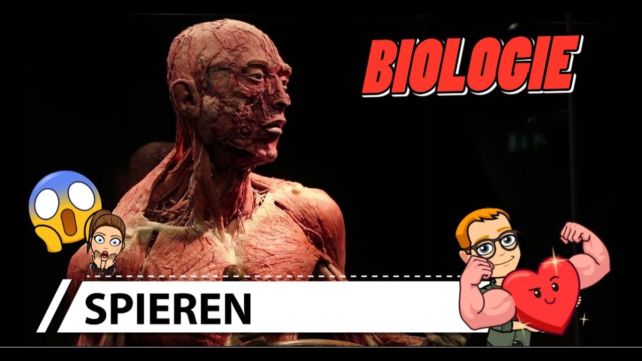 #37 Biologie: spieren - YouTube