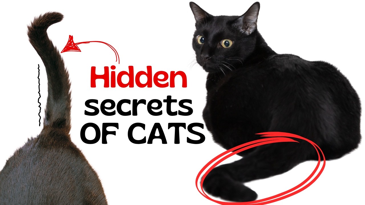 10 Tail Movements That Reveal Secrets About Your Cat! - YouTube