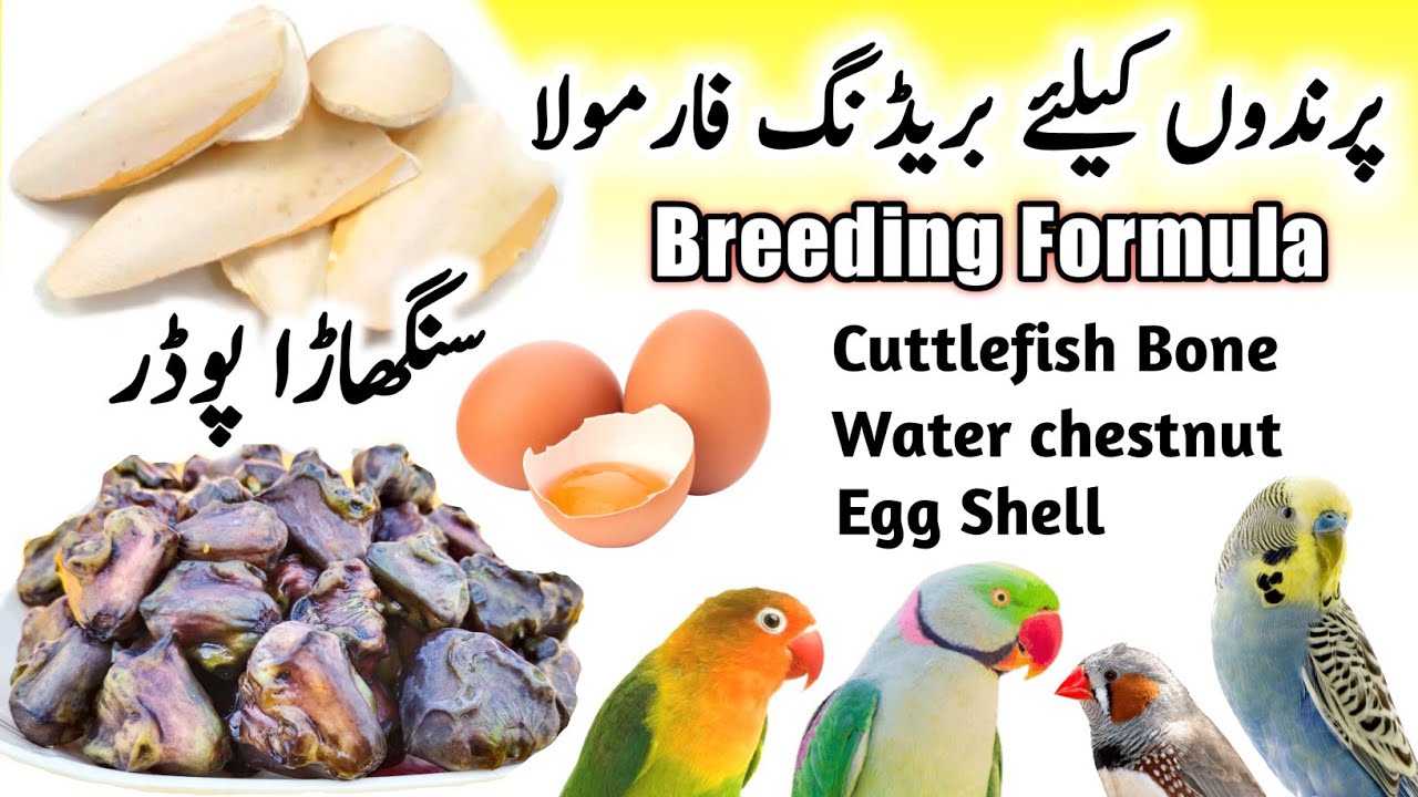 Breeding Formula For Budgies, Lovebirds, Cockatiels, Finches, Java | Water Chestnut || Breeding ...