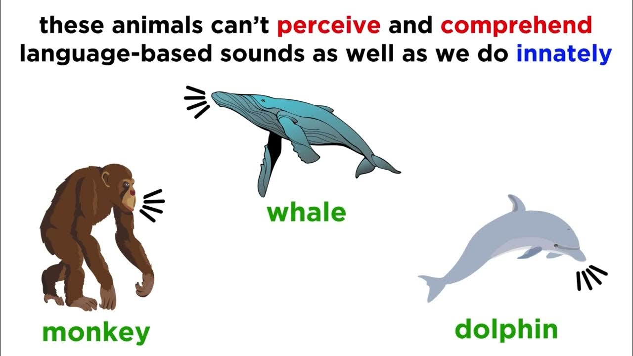 Final Project Psycholinguistics || Language and the Brain - YouTube