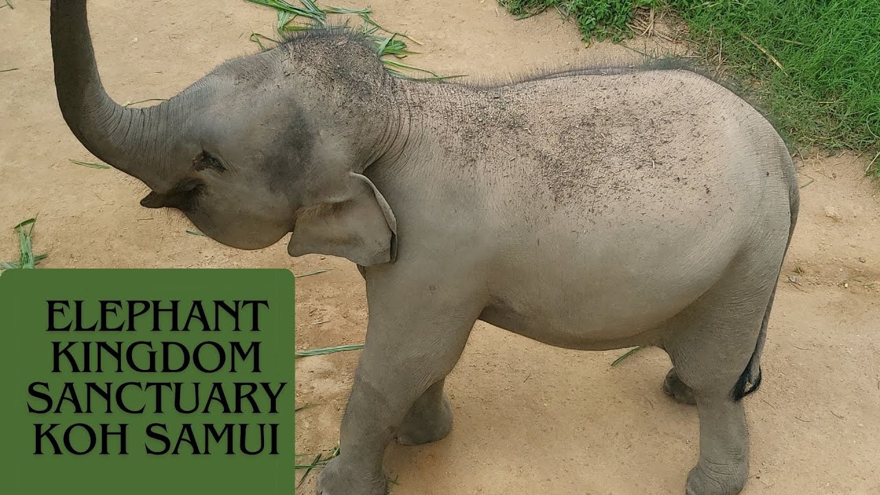 Elephant Kingdom Sanctuary Koh Samui Thailand - YouTube