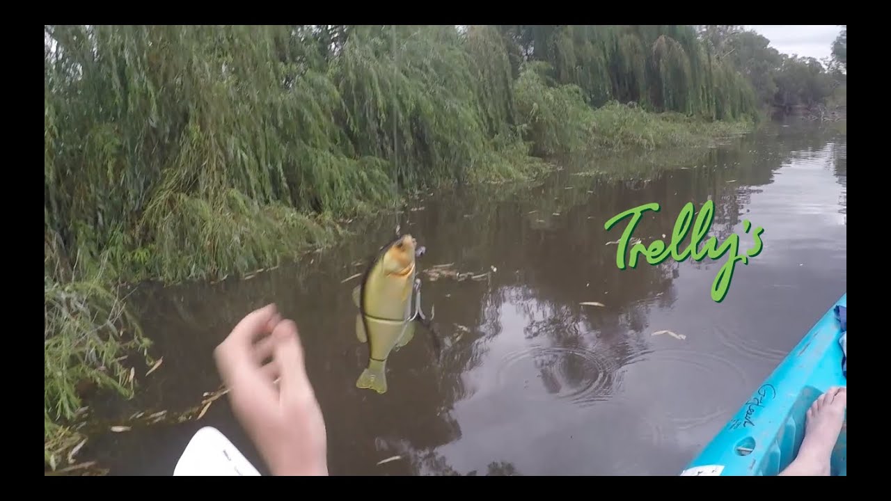 Australian Freshwater Fishing - Murray cod - YouTube