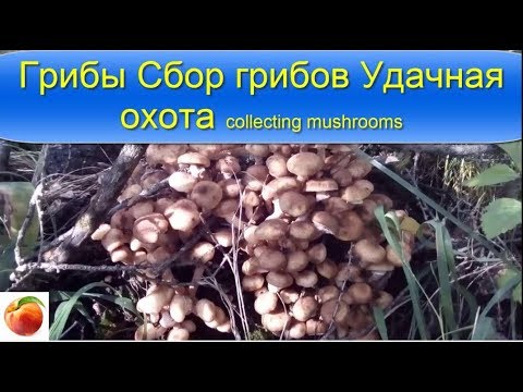 Грибы Сбор грибов Удачная охота Collecting mushrooms Осенние грибы Опята Лисички Лес Осень