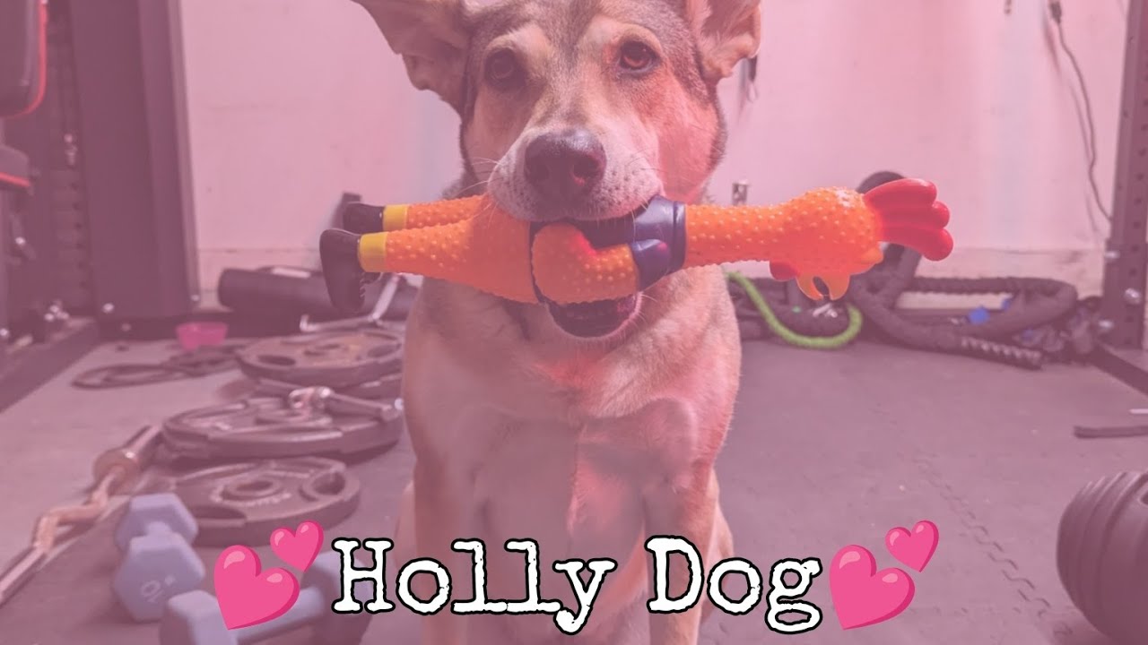 Holly Dog - Tribute to the goodest girl... - YouTube