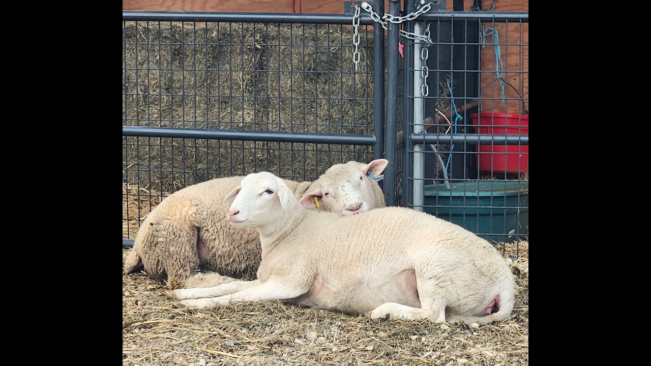 Breeding Season Update for November 10th - YouTube