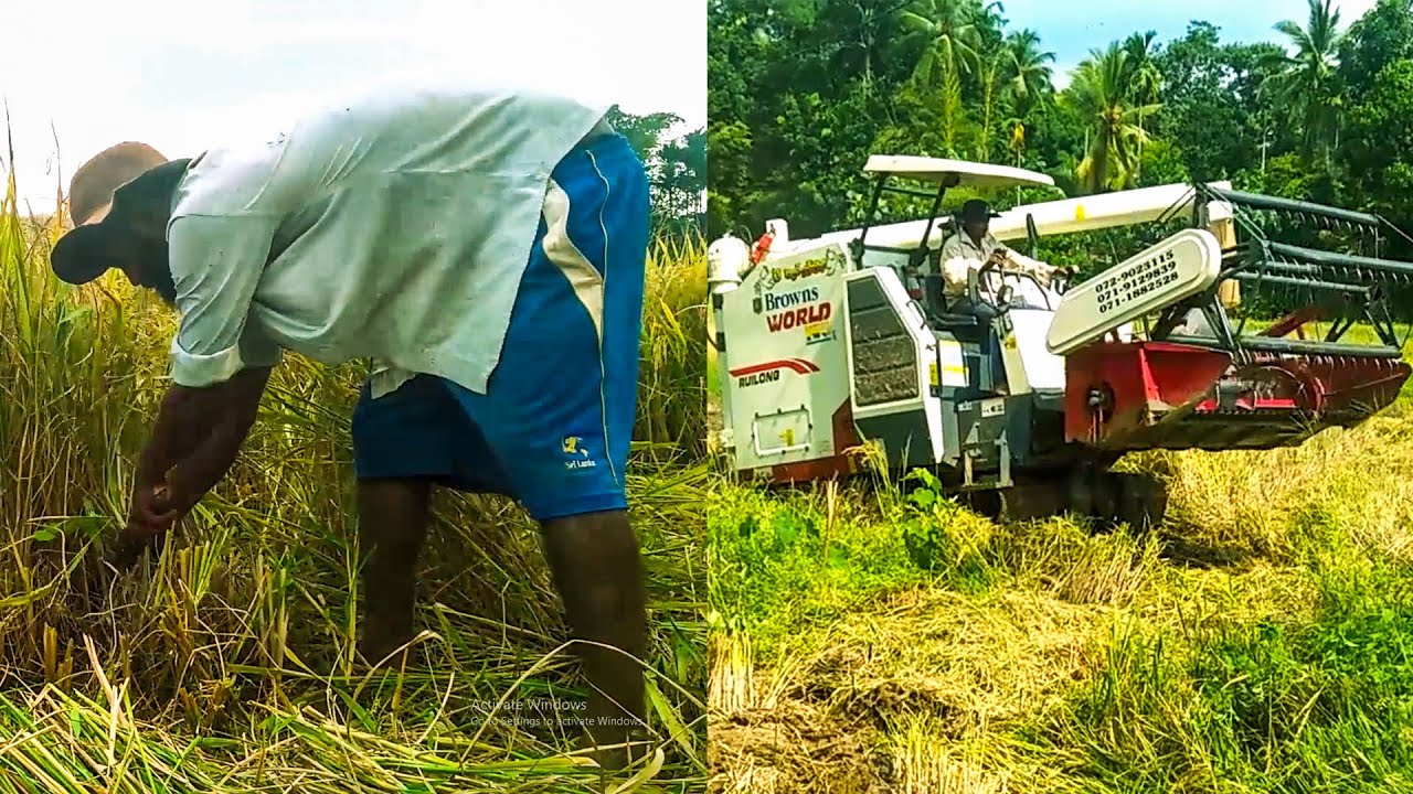 Rice Harvester vs Traditional Method | Rice Harvest Process - YouTube