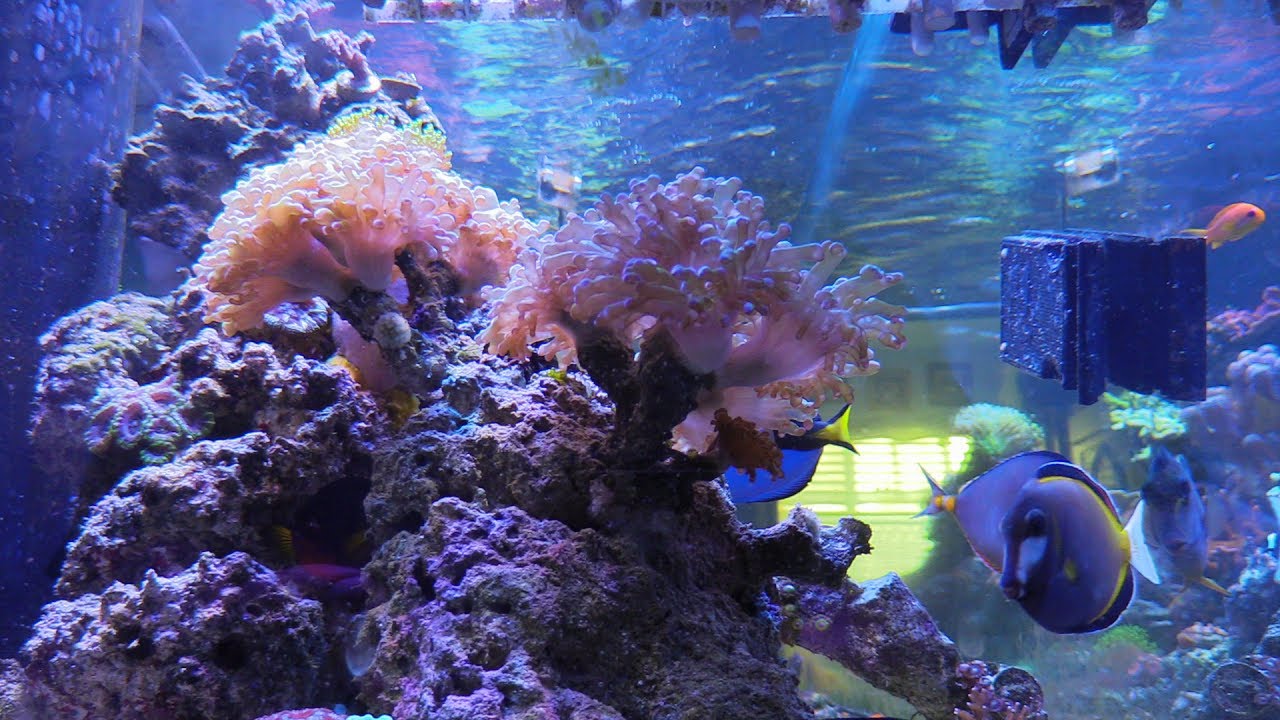MEMORIAL DAY COOK OUT| 180G REEF SALTWATER AQUARIUM |CORAL REEF TANK ...