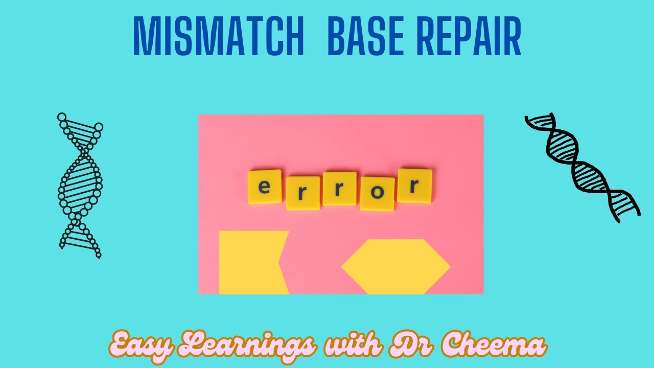 MISMATCH BASE REPAIR IN DNA - YouTube