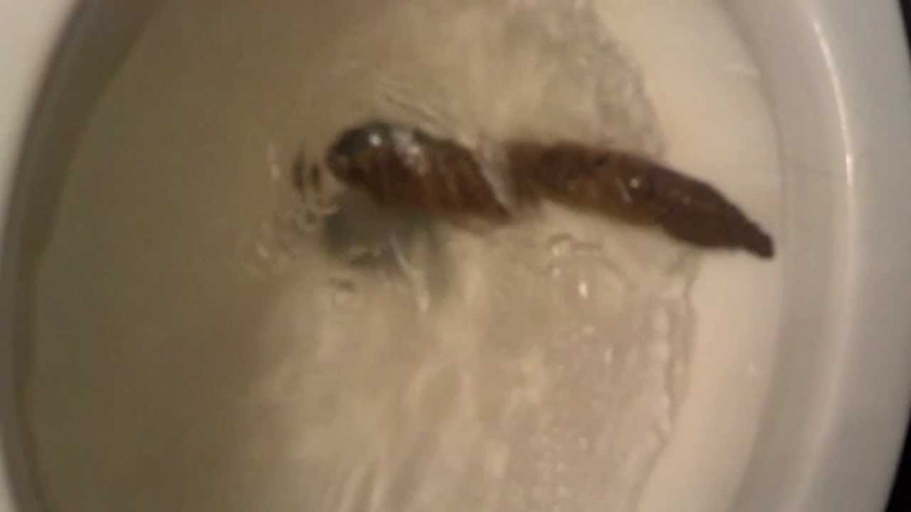 Biggest Crap ive ever Taken. - YouTube