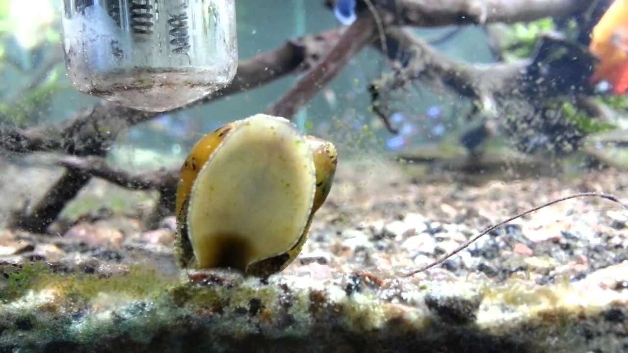 Aquarium Snail - Aquarium Fish - Slug - Algae - - YouTube