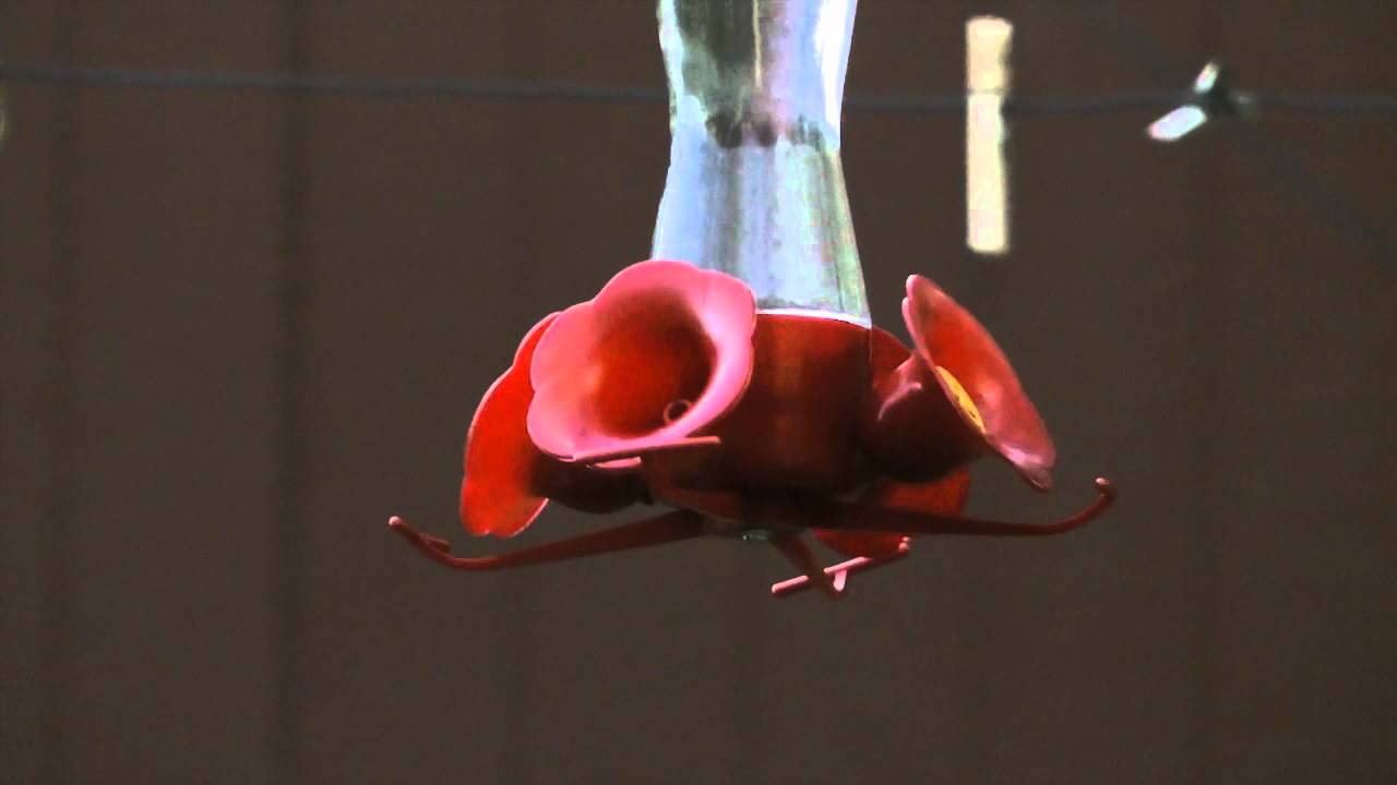 Hummingbirds Feeding @ High Shutter Speed - YouTube