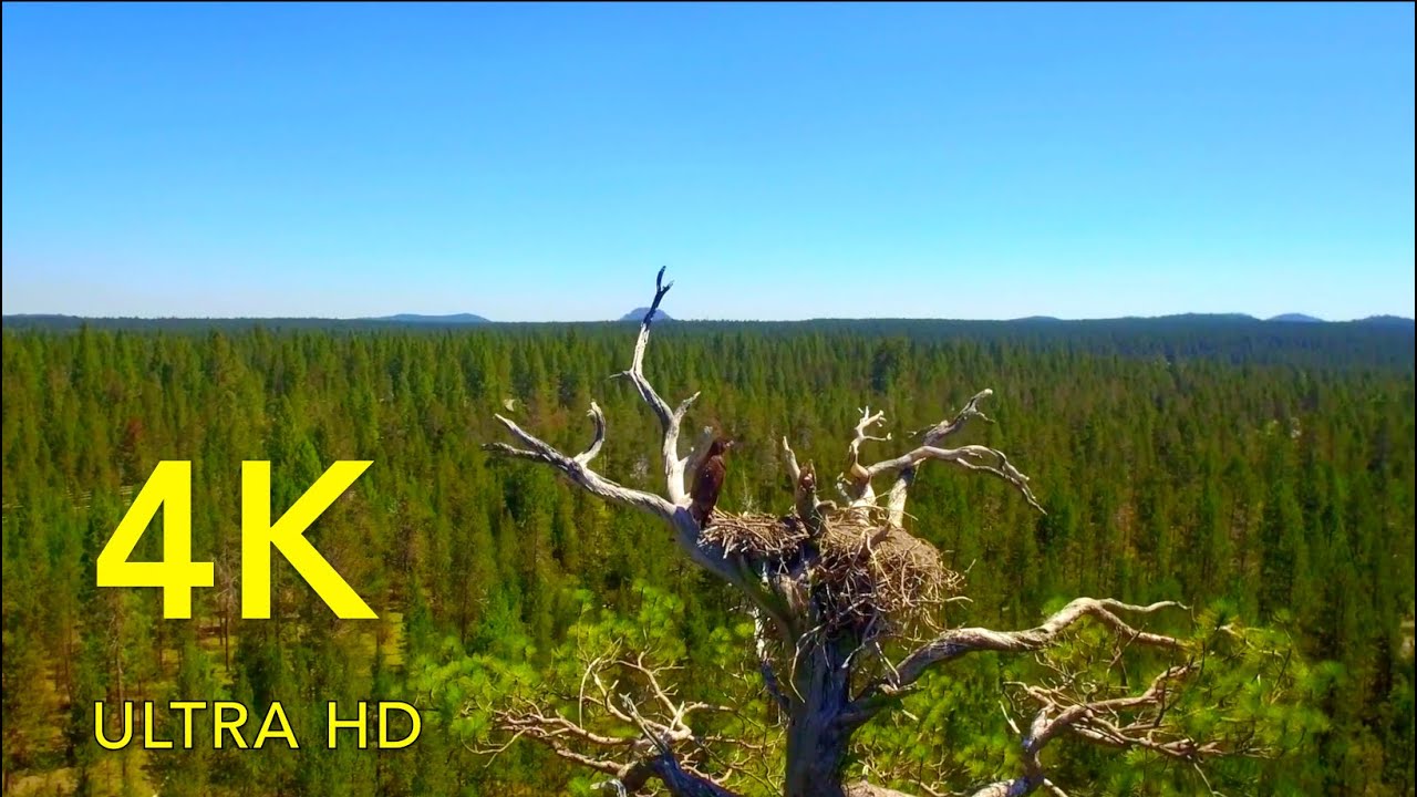 Breathtaking Forests in 4K ULTRA HD - YouTube