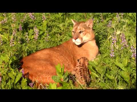 Female Mountain Lion Nursing Kitten In Grass.