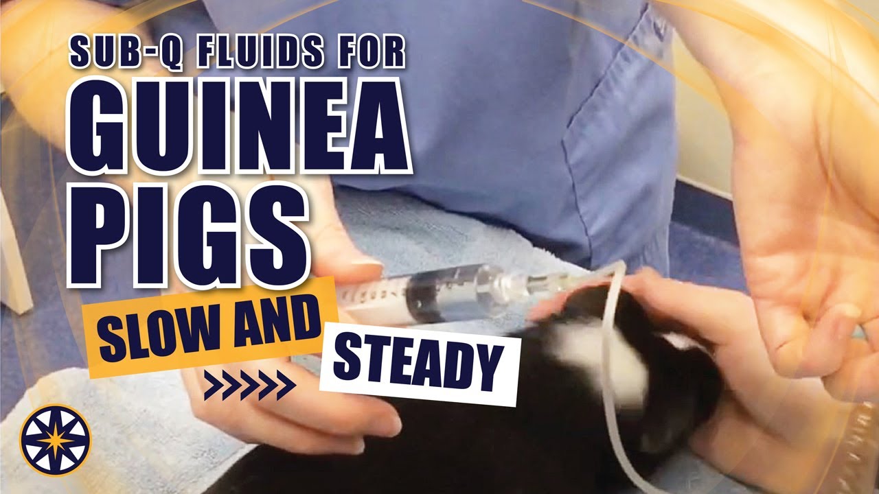 Subcutaneous Fluids for Guinea Pigs - YouTube