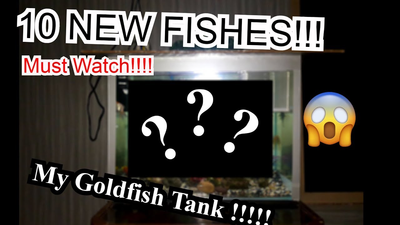 My NEW GOLDFISH , KOI FISH , COMET/SHABUNKIN FISH TANK!!!!!! Must Watch ...