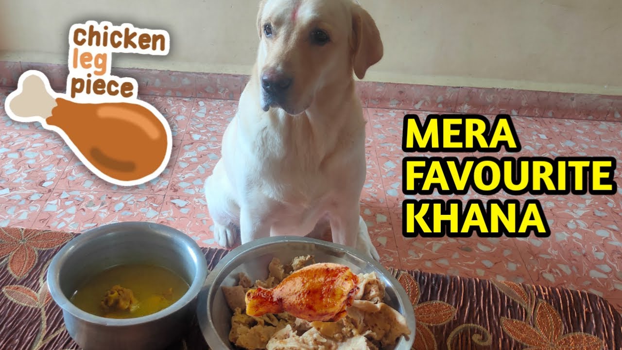My favourite chicken 😋 / Labrador feeding boiled chicken 🔥 - YouTube