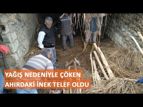 Yağış nedeniyle çöken ahırdaki inek telef oldu