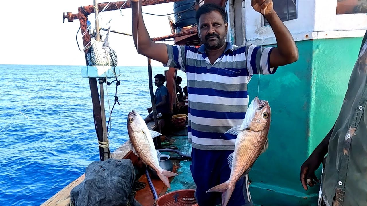 Catching Plenty of Rosy Snapper Fish in the Deep Sea - YouTube