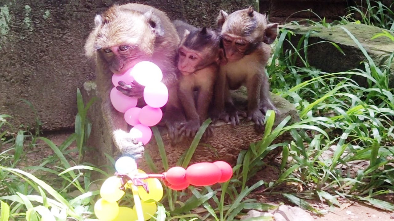 Monkey playing balloons - Funny baby monkeys playing balloons - YouTube