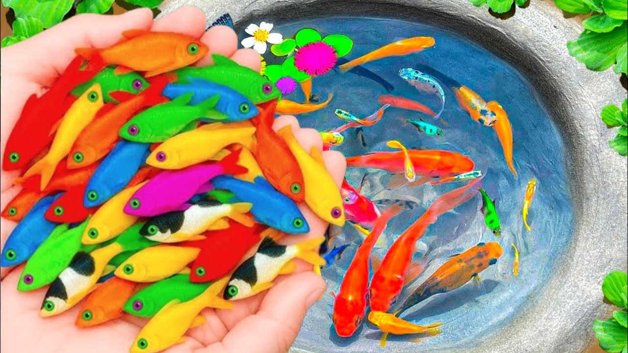 Unboxing strange fish in a small pond, baby turtles, catfish, neon fish ...