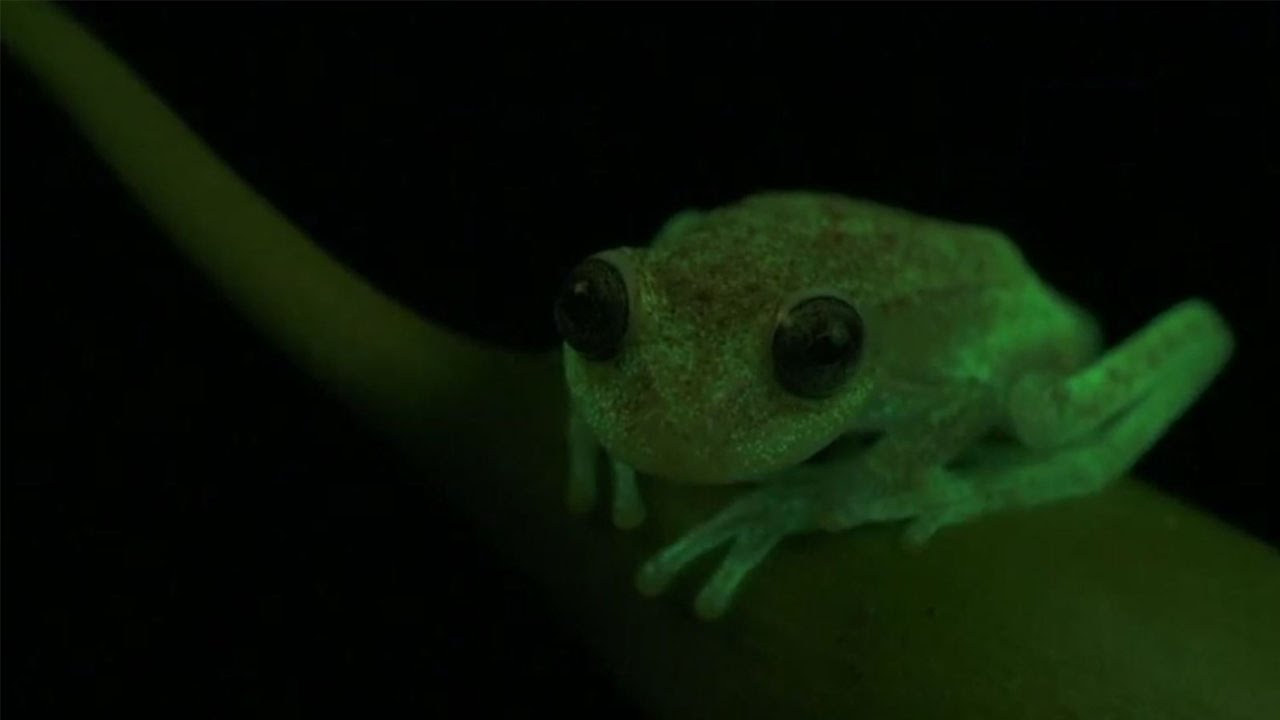 World's first fluorescent frog found in Argentina - YouTube