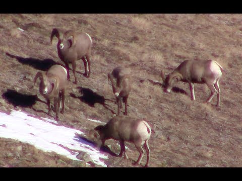 Alberta Rocky Mountain Bighorn Sheep Hunting 2015 - YouTube