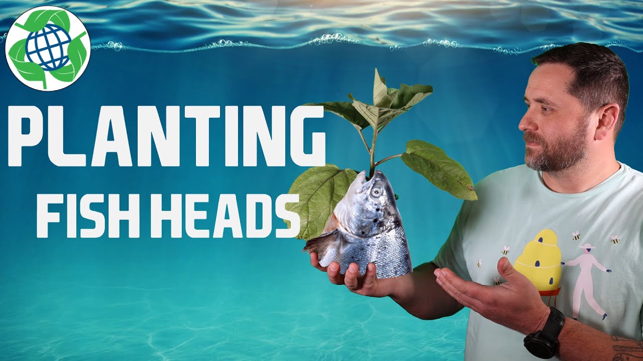 Planting with Fish Heads - YouTube