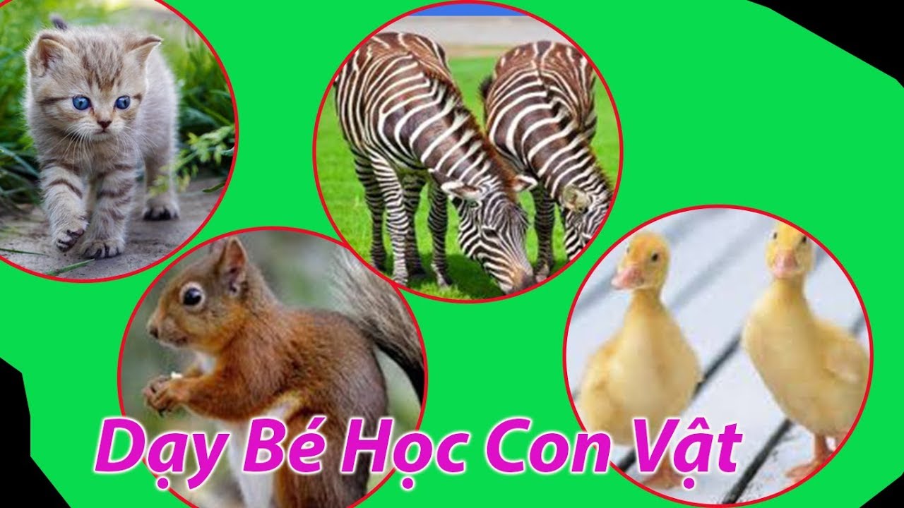 Các con vật cho bé nhanh biết nói hay nhất giúp bé ăn khỏe mỗi ngày ...