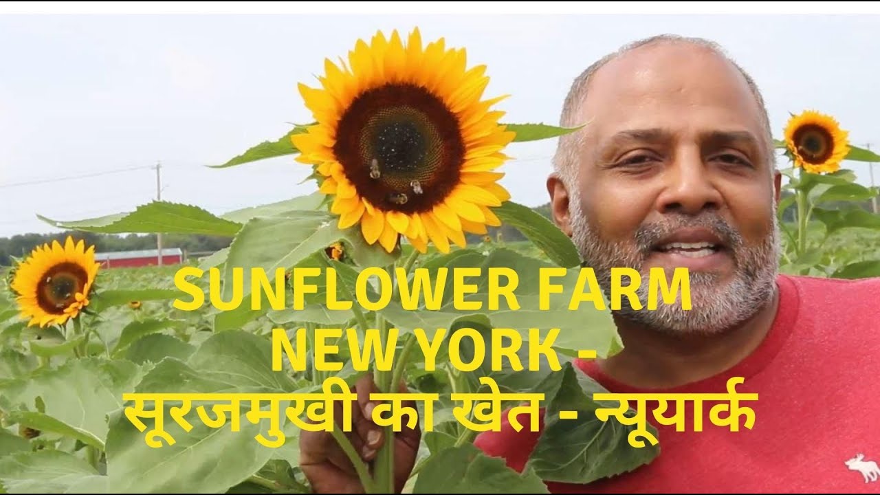 SUNFLOWER VALLEY FARM | NEW YORK FARMING | NYC DESI - YouTube