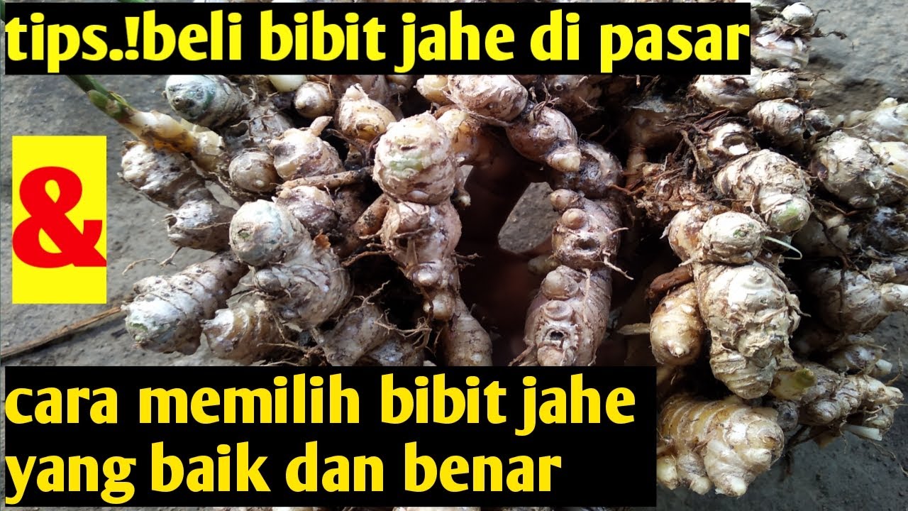 CARA MEMILIH BIBIT JAHE BAGI PEMULA - YouTube