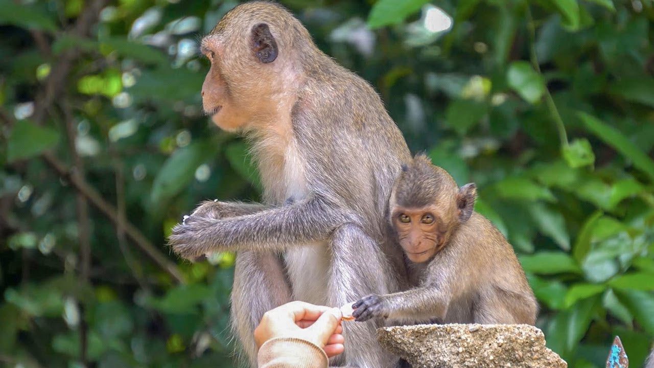 4K Quality Monkey Scenes | Real Life Monkey Beautiful Footage Ep 74 ...