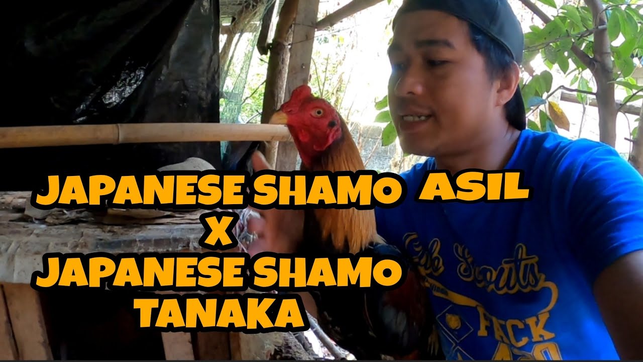 DRAGON WARRIOR DAW ITO? JAPANESE SHAMO MGA BAGONG BREEDING KO NGAYON ...