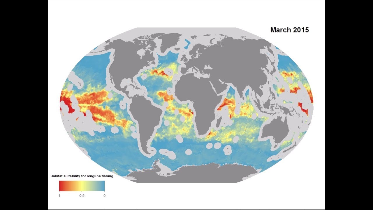 Long Line Fishing Bycatch