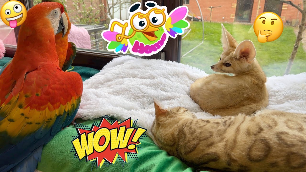 The fox tries to take a nap but the parrots don't want to sleep in the ...