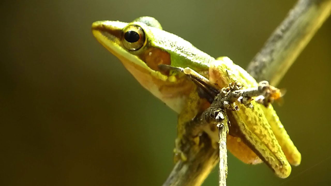 Copper cheeked Frog P1140163 - YouTube