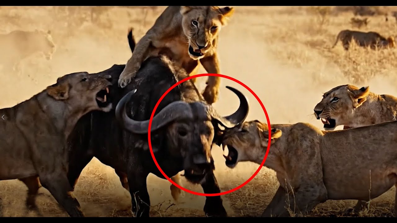 TOP 10 Most Dangerous Animal Encounters Caught on Camera - YouTube