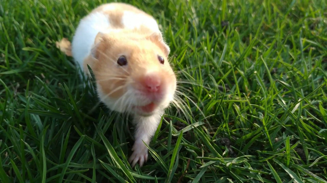 My hamster exploring big world - YouTube