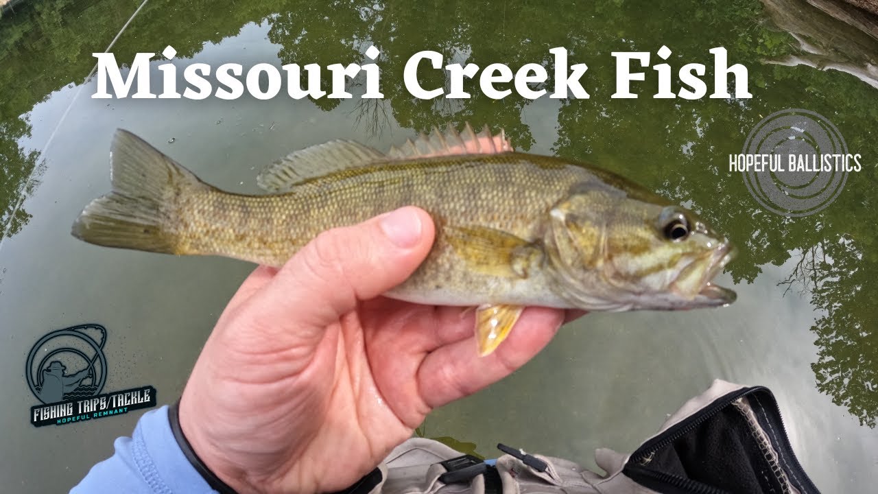 Taking a closer look at some common fish species. - YouTube