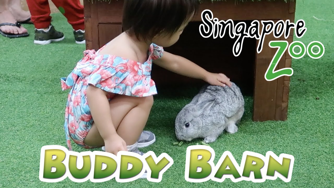 SG Vlog Ep10 | Singapore Zoo | Close interaction with rabbits in ...