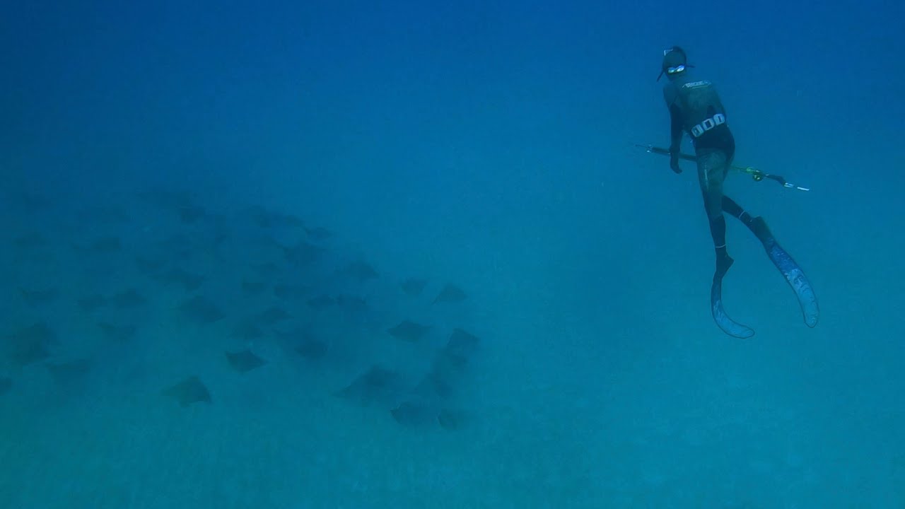 Spearfishing NSW Winter 2023 - YouTube