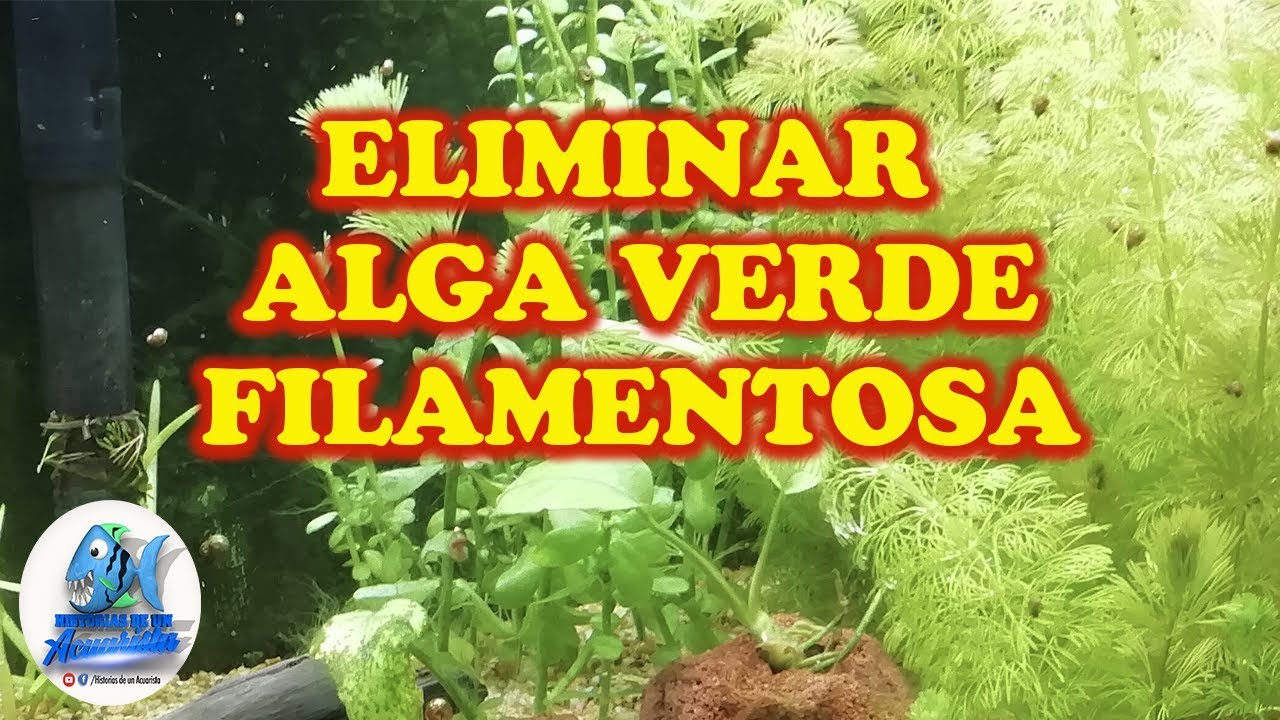 SOLUCIÓN ACUARIO CON ALGA VERDE FILAMENTOSA - YouTube
