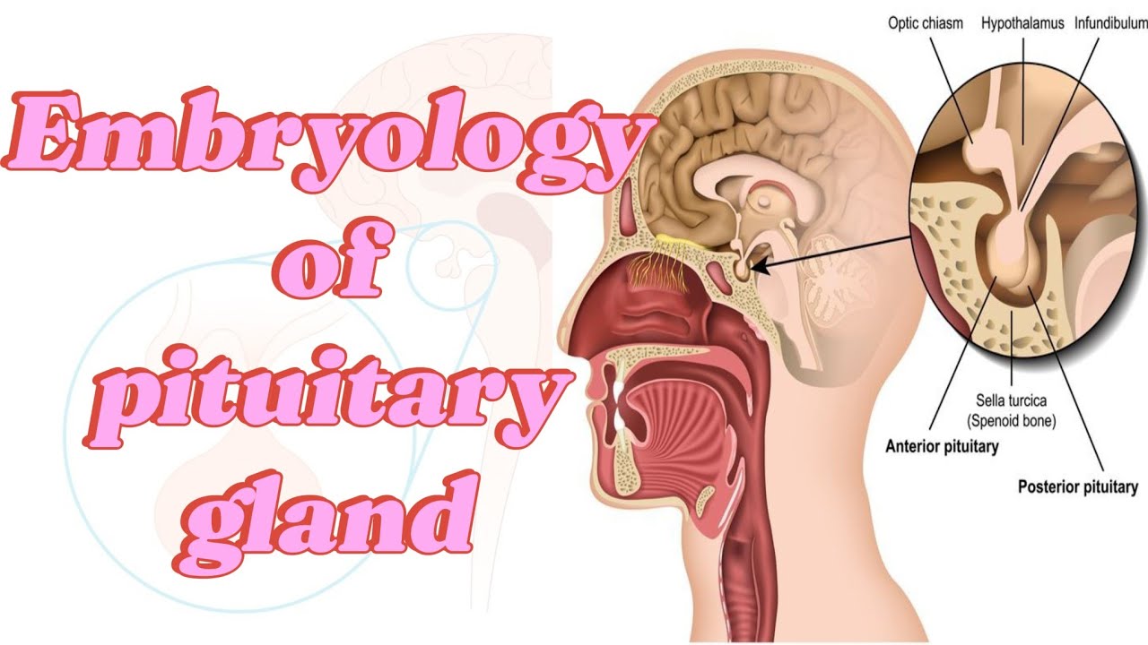 Embryology of pituitary gland | Endocrine system | First Aid - YouTube
