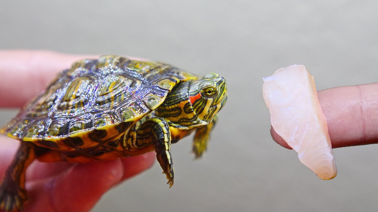 My Pet Baby Turtles Love Tilapia! - YouTube
