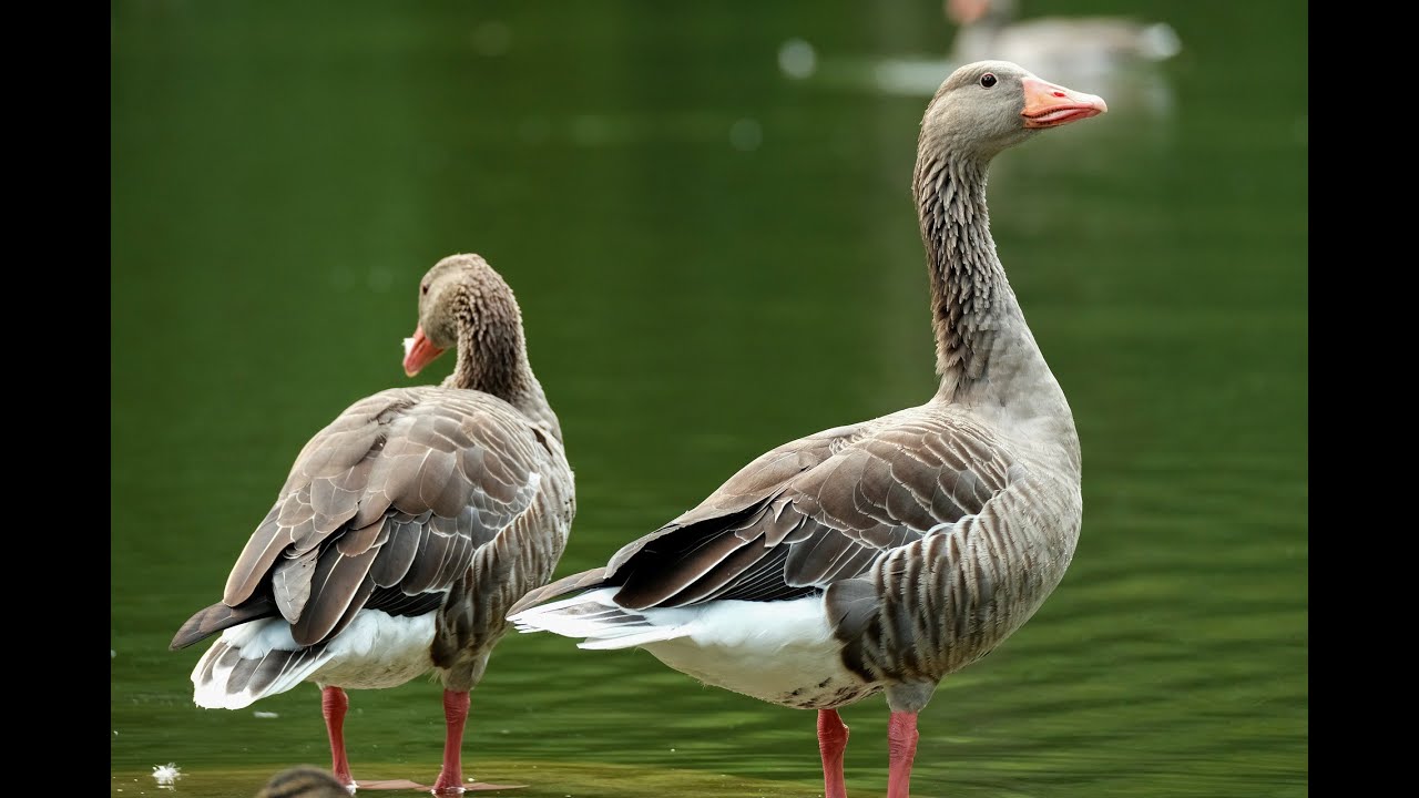Farm Animal Sounds - Greylag Goose Sounds - Animal Sounds Real - YouTube