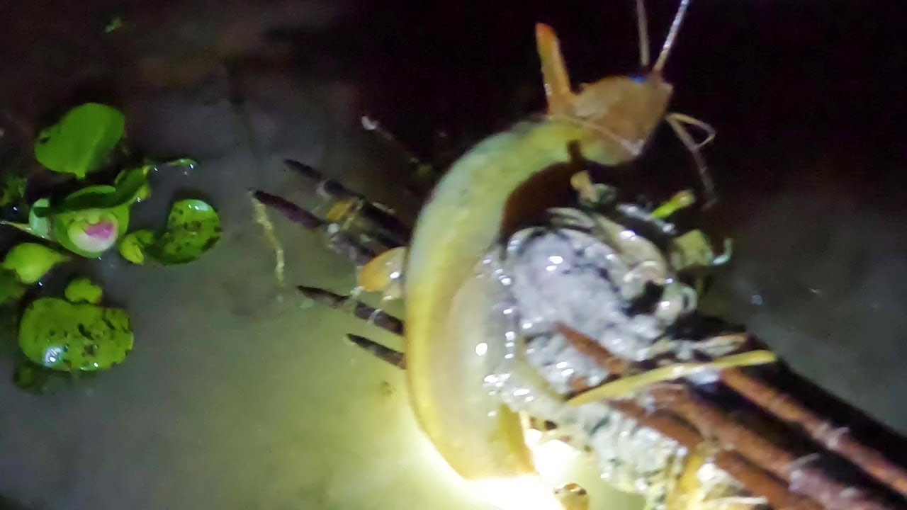 Night Fishing Video (Part~1) / Best Hook Fishing Video ~ Zaor Fishing ...