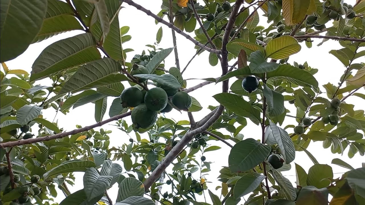 HERMOSO GUAYABO - YouTube